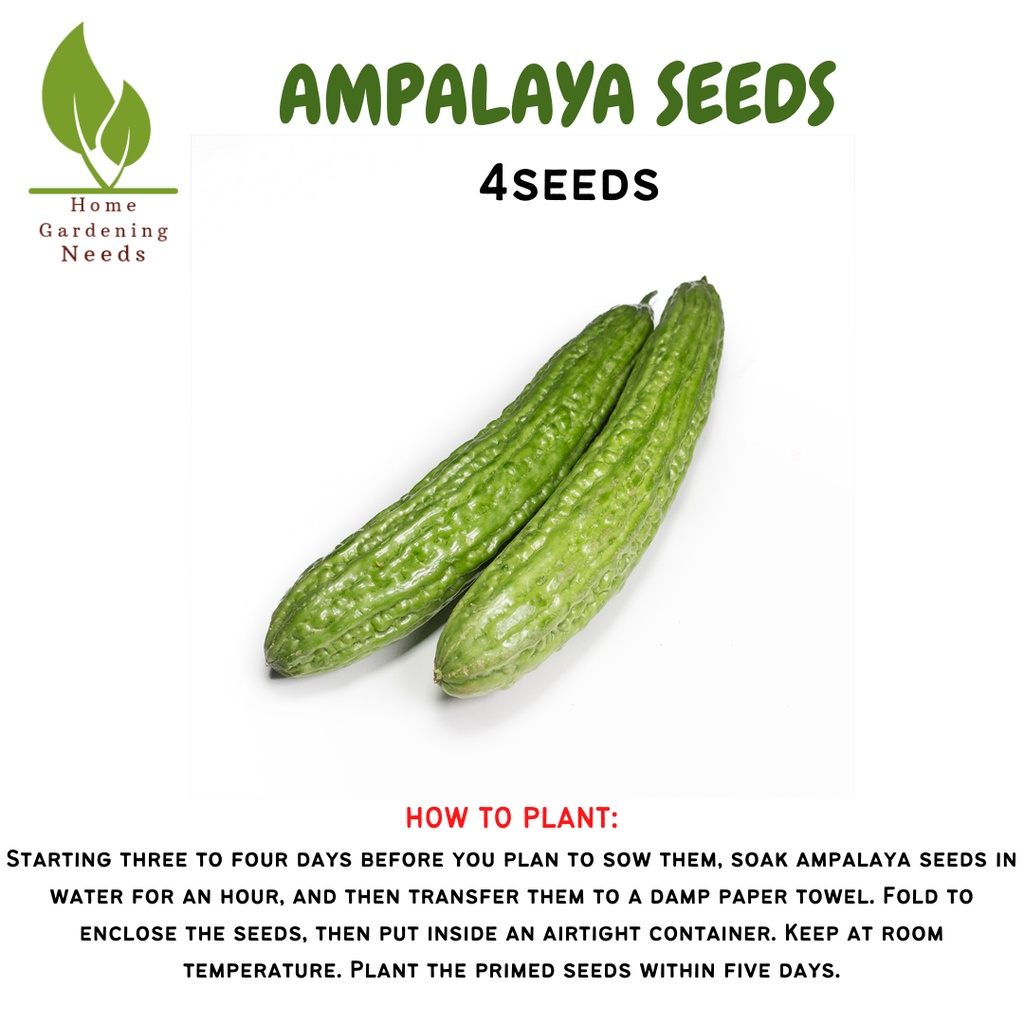 AMPALAYA SEEDS - 4pcs | Shopee Philippines