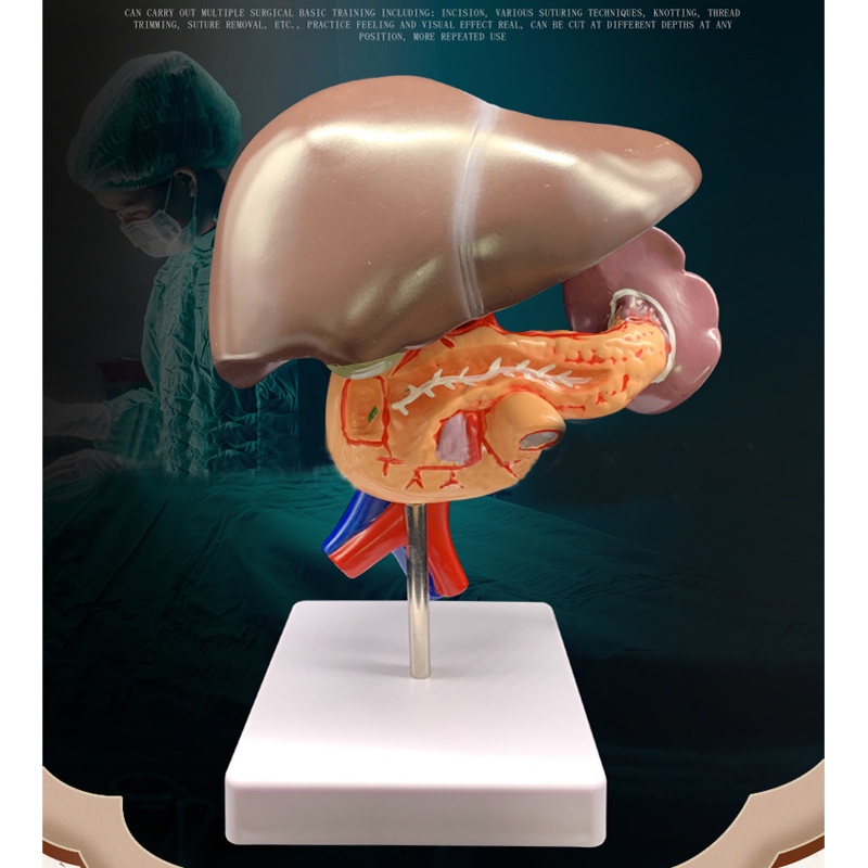 Life Size 1:1 Human Liver Duodenum Human Body Anatomy Medical Model ...