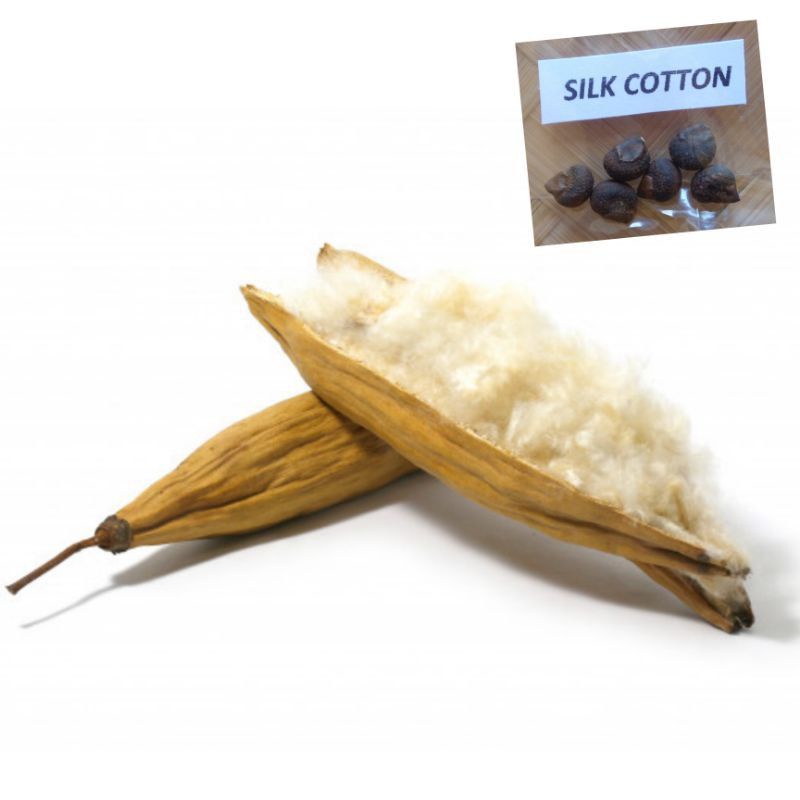 Silk Cotton tree seeds (50 seeds/pack)(Kapok)(Kapasanglay) | Shopee ...