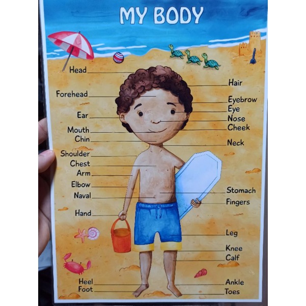 Laminated My Body Charts A4 size( High Quality Print) | Shopee Philippines