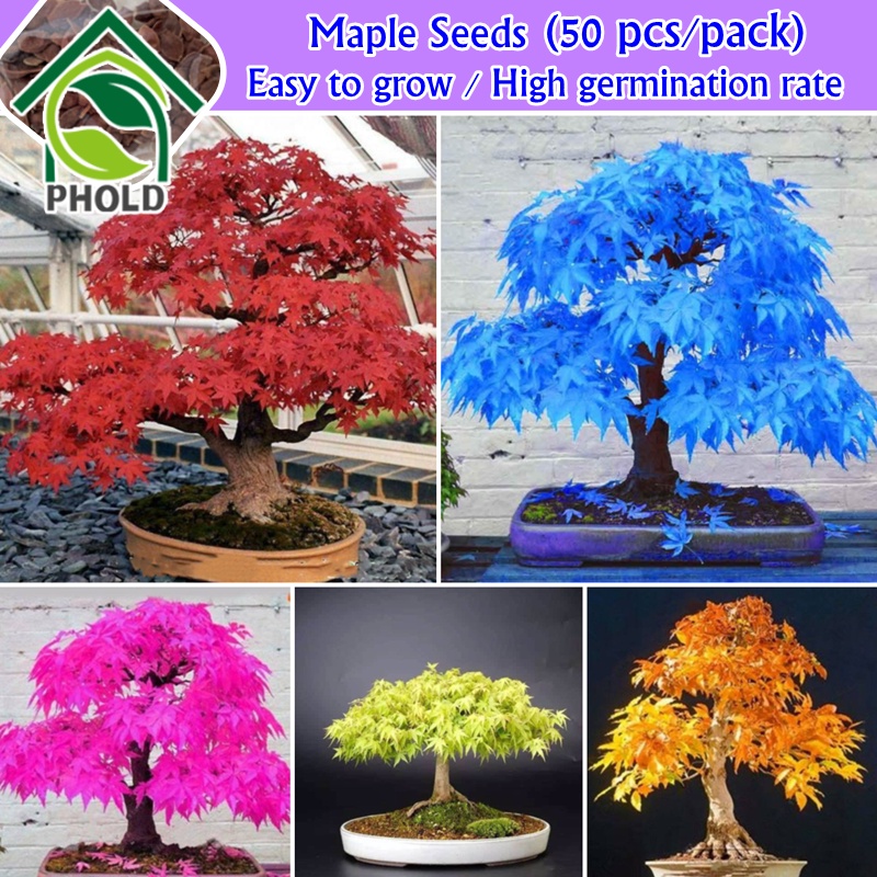 20pcs Mix Maple Tree Seed American Red Maple Seeds Flower Plant Pot ...