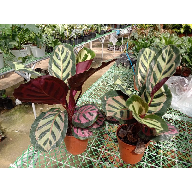 CALATHEA CORA/ANGELA/SYLVIA | Shopee Philippines