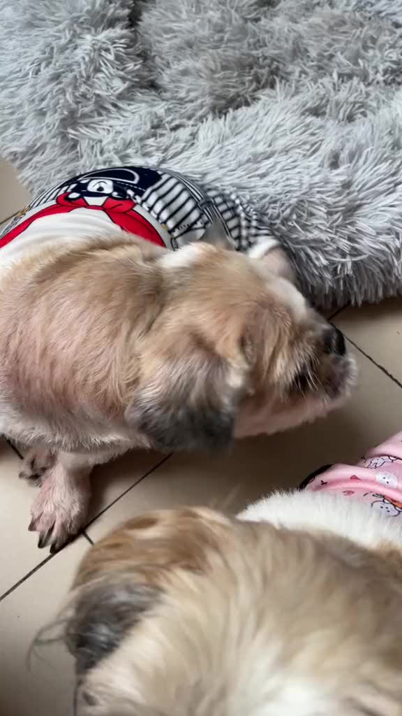 PUAINTA Antifungal Pipot Skin Spray for Dogs and Cats Skin Disease Itch ...