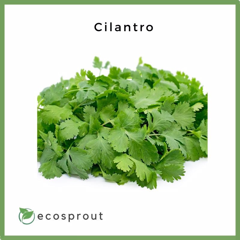 Fresh Cilantro | Coriander | 50g | Fresh Vegetables | Fresh Fruits ...