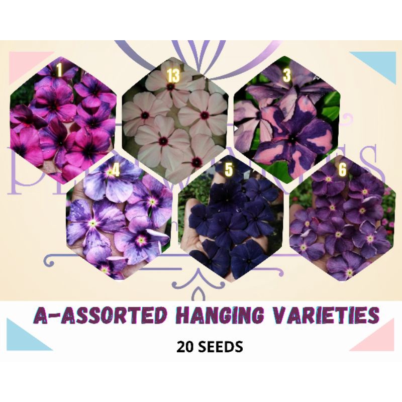 Indonesian Vinca/Periwinkle ASSORTED Hanging (20 seeds) | Shopee ...