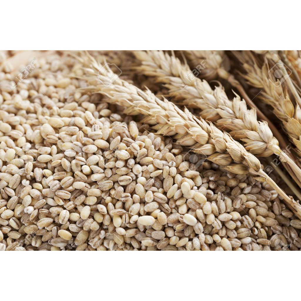 Barli Seeds/BARLEY 100G | Shopee Philippines