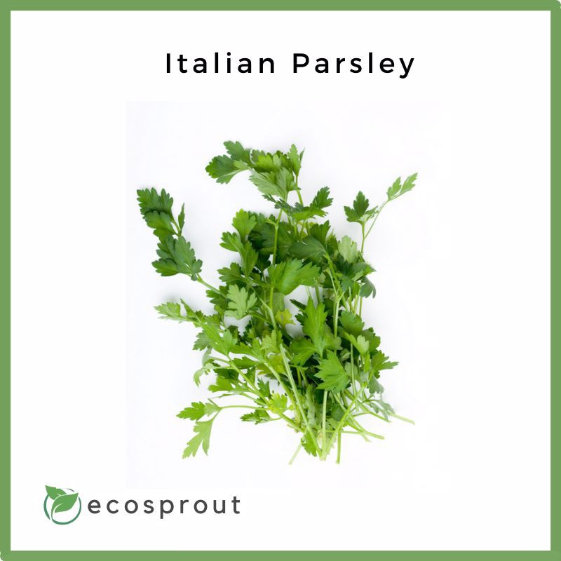 Fresh Italian Parsley | 50g | Fresh Vegetables | Fresh Fruits ...