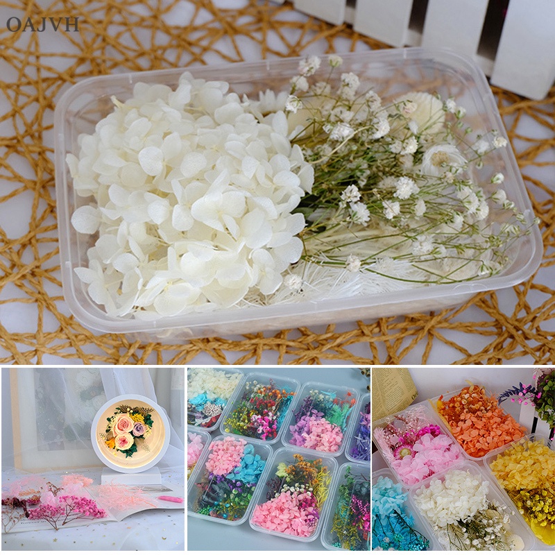 Pressed Flower Mixed Dried Flowers Material DIY Art Floral Decors ...