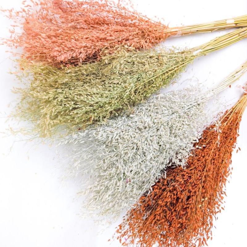 Dried Misty Rice Grass Flower | Shopee Philippines