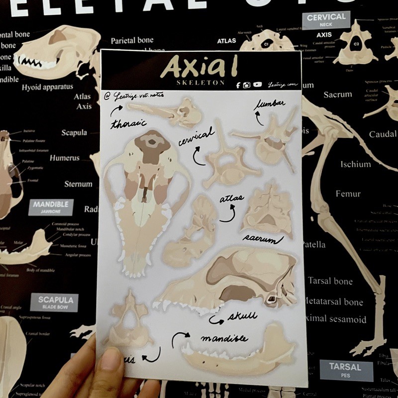 Skeletal System Stickers | Shopee Philippines
