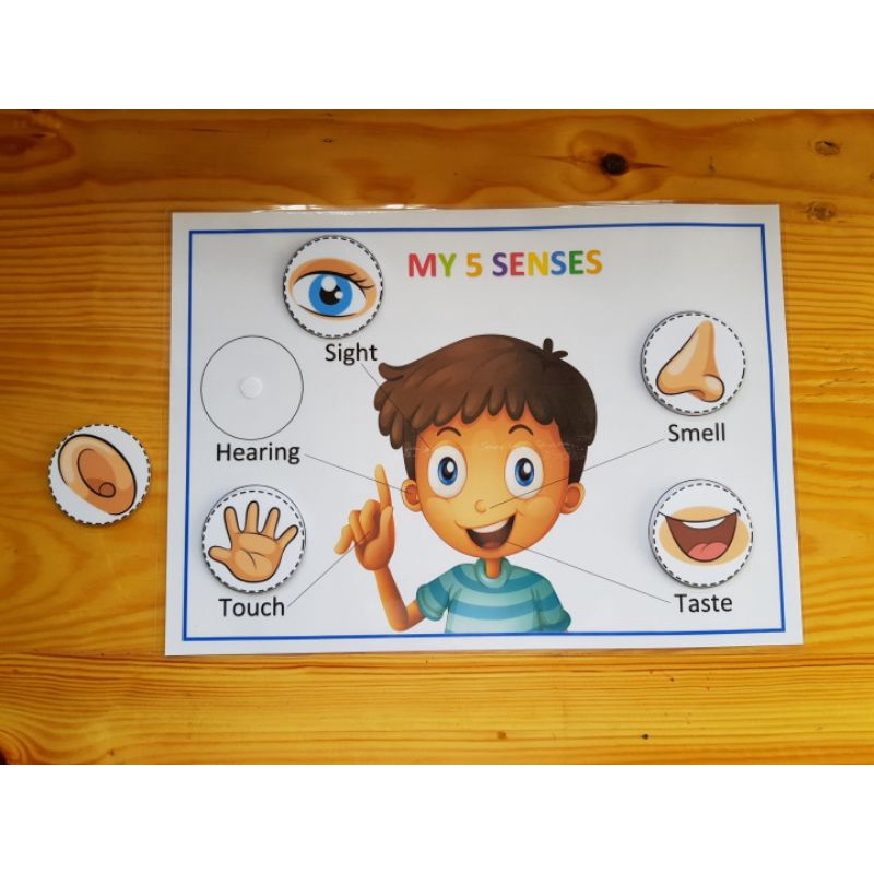 SCIENCE - MY SENSES LAMINATED LEARNING MATERIALS WITH VELCRO | Shopee ...