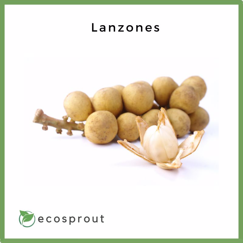Fresh Lansones Native | Davao Longkong | 500g | 1kg | Fresh Vegetables ...