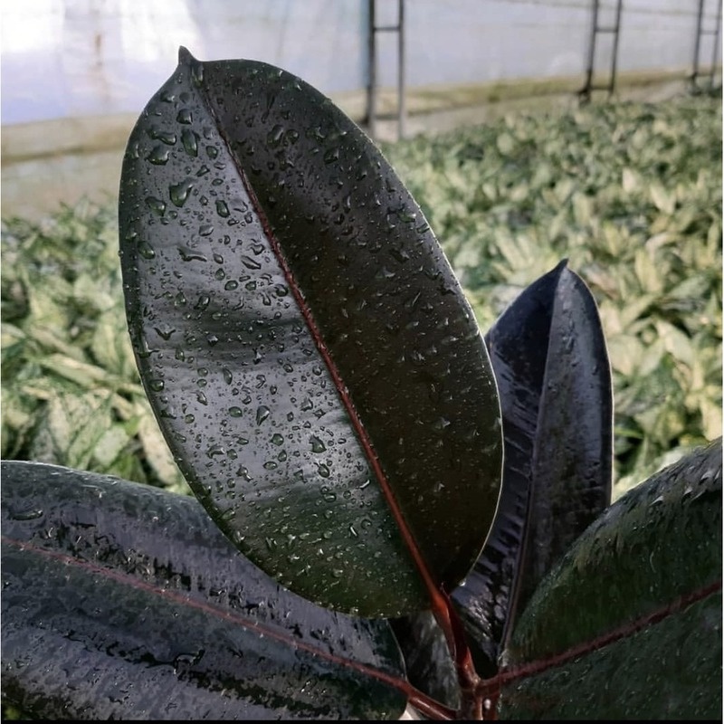 [cod]1PCS Ficus Elastica Rubber Tree Black Prince Plant Seed | Shopee ...
