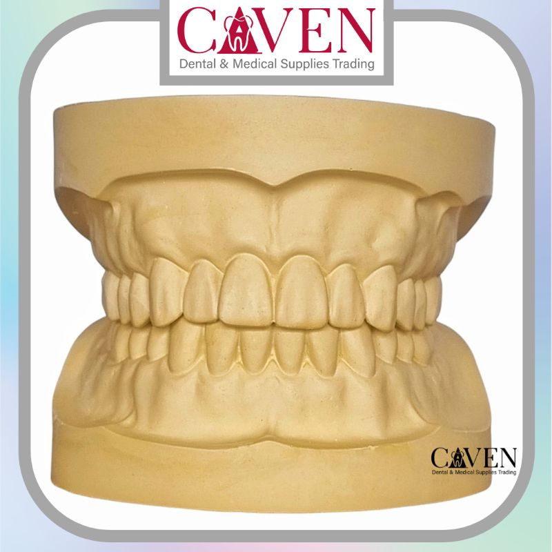 Dentulous / Dentolous Study Cast Teeth for Dentistry (Upper & Lower ...