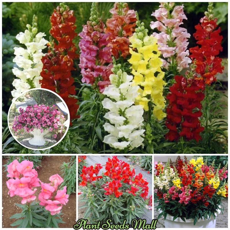 300 pcs Seeds/pack Color Mixing Snapdragon Seeds Antirrhinum Majus ...
