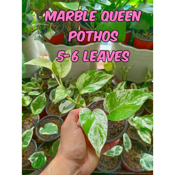 GOLDEN POTHOS, NJOY, NEON, MARBLE QUEEN, JADE POTHOS, MANJULA, GIANT ...