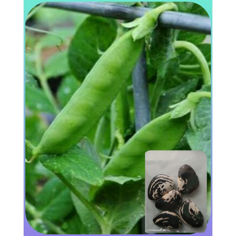 Patani Seeds / Lima Beans (Mabango) 5 pcs | Shopee Philippines