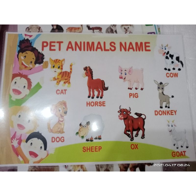 animals educational poster chart Lamniated learning material | Shopee ...