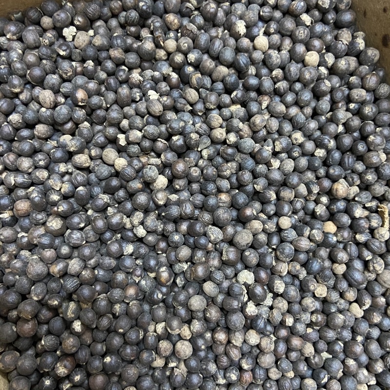 Wanjingzi, Huang Jingzi, Monk Dharma, Da Jingzi [38g/100g] | Shopee ...