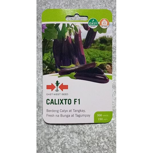 CALIXTO F1 (300seeds / 875 seeds) HYBRID EGGPLANT SEEDS BY EAST WEST ...
