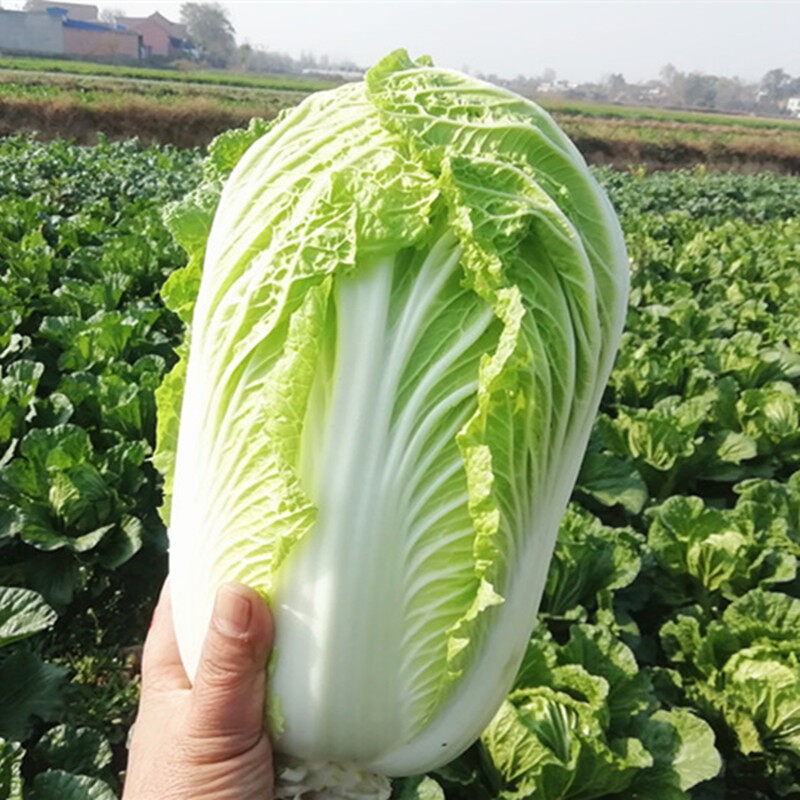 Good Quality Big Cabbage Seeds for Sale Delicious Korean Kimchi Bonsai ...