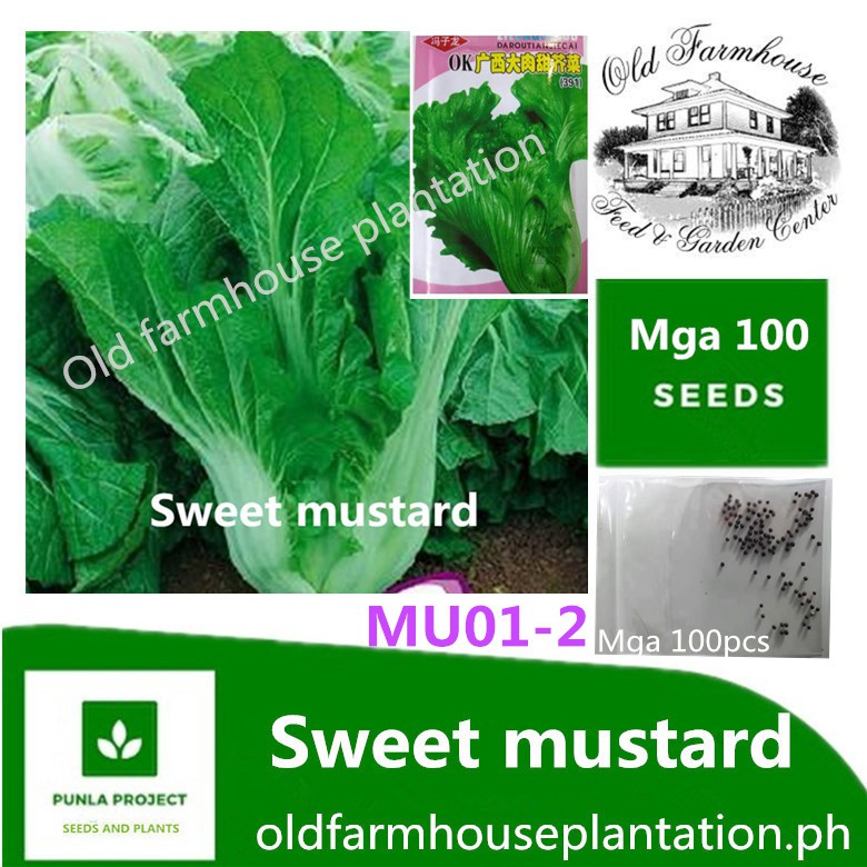 MUSTARD MUSTASA SEEDS Chinese MUSTARD SEEDS Mustasa Monteverde100-1000 ...