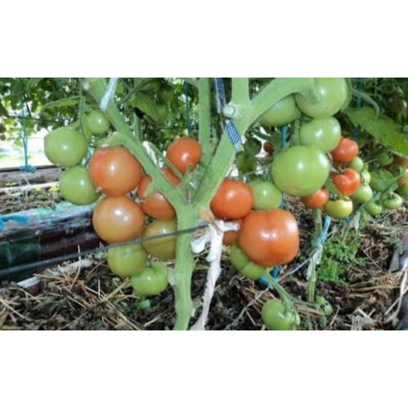 Tomato Seeds ( Kamatis) Repacked(20 Seeds) | Shopee Philippines
