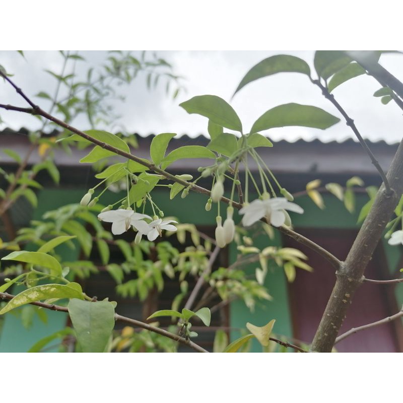 Jeliti Flower Tree Children/Girl Earrings/Wrightia Agamosa (polibag ...