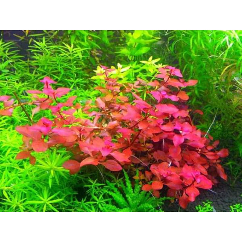 Super red mini Aquatic plants ( 45stems ) | Shopee Philippines