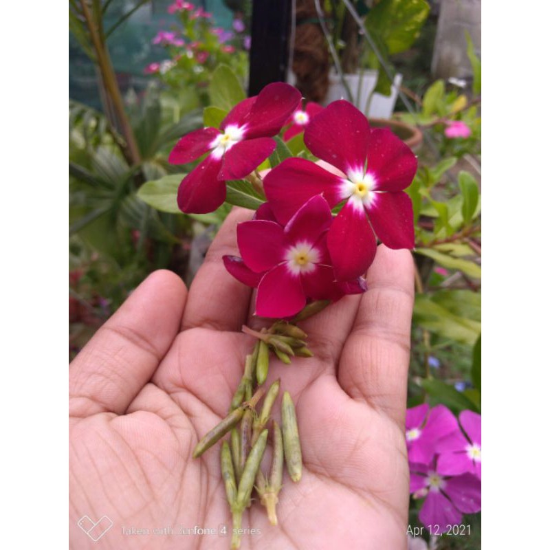 Hanging Periwinkle / Vinca Dark Maroon F46 (20 seeds) | Shopee Philippines