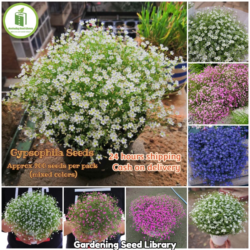 Easy to grow...Gypsophila Assorted Flower Seeds (1 pack 200pcs) Rare ...