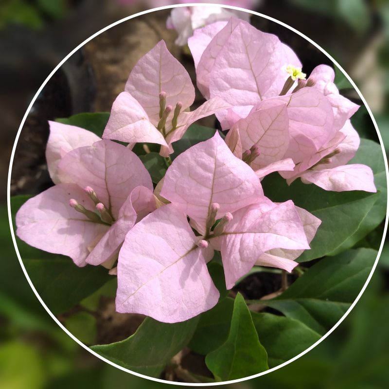 Green Leaf Bougainvillea Stem Cuttings (1 stem, no roots) | Shopee ...