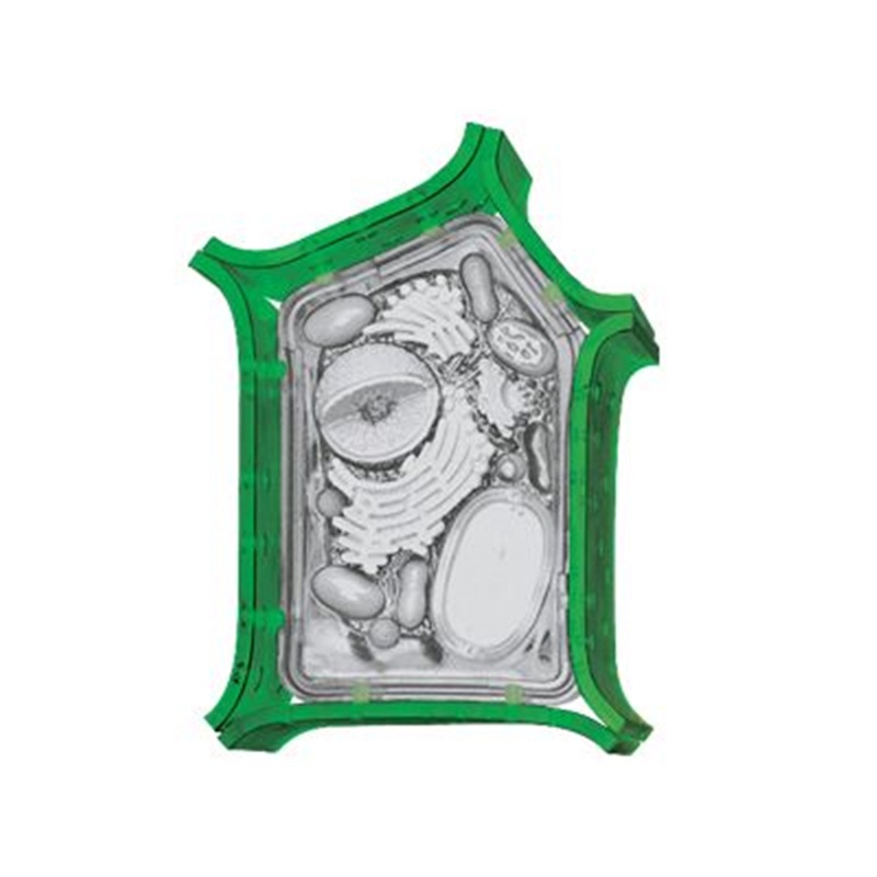 Plant cell 4d master puzzle Assembling toy human body organ anatomical ...