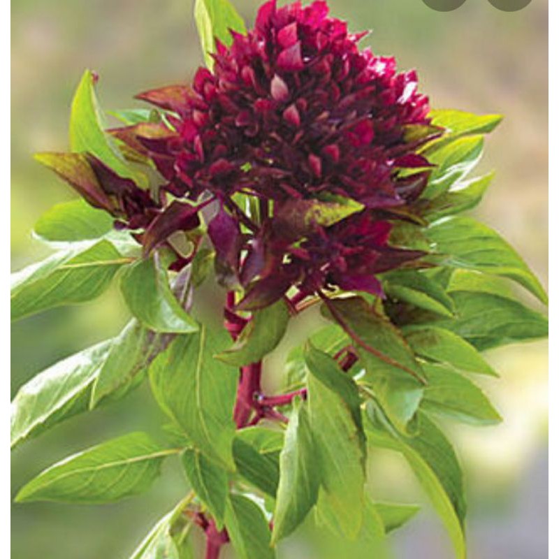 Cardinal Basil Seeds Organic | Shopee Philippines