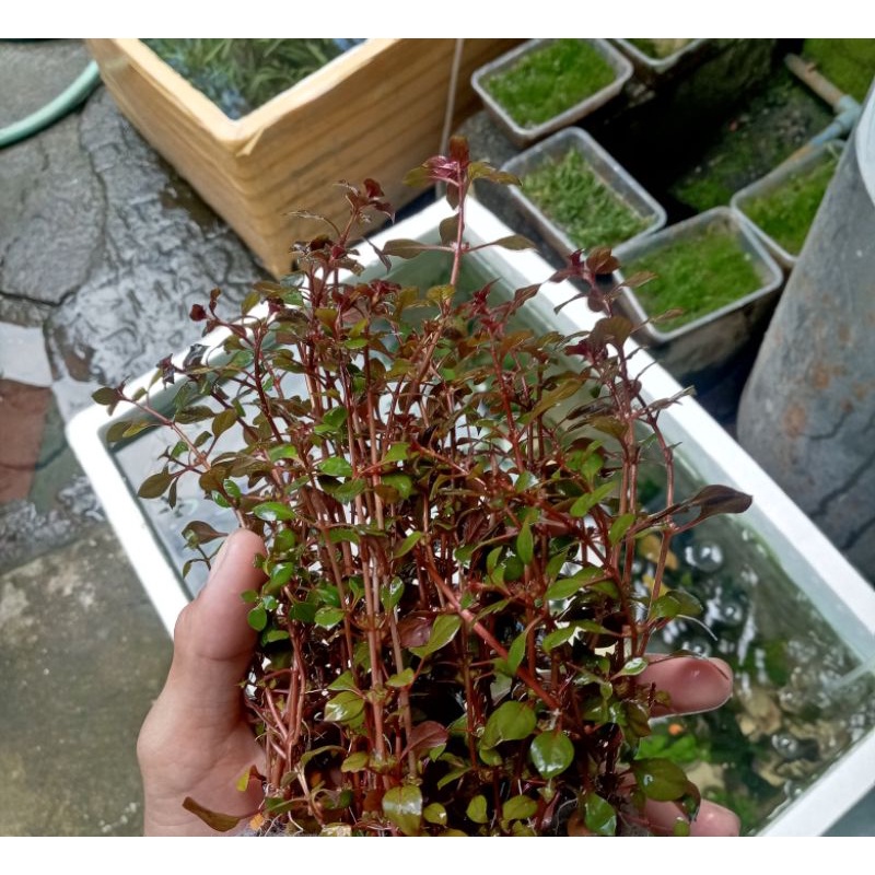 Ludwigia red rubin mini aquatic plant for aquascaping | Shopee Philippines