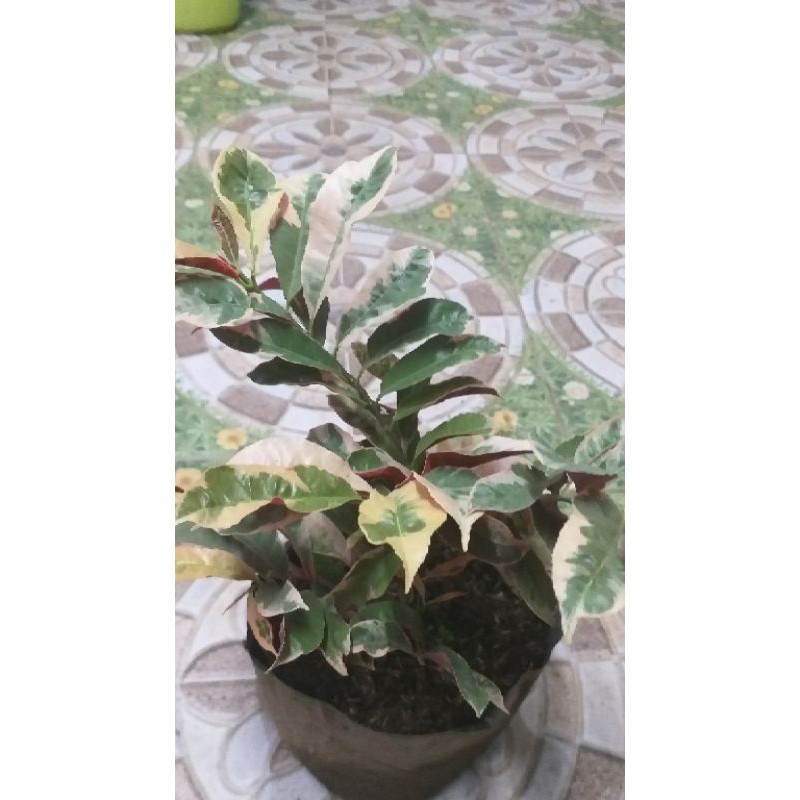 Picara (Excoecaria cochinchinensis) in polybag LUZON ONLY | Shopee ...