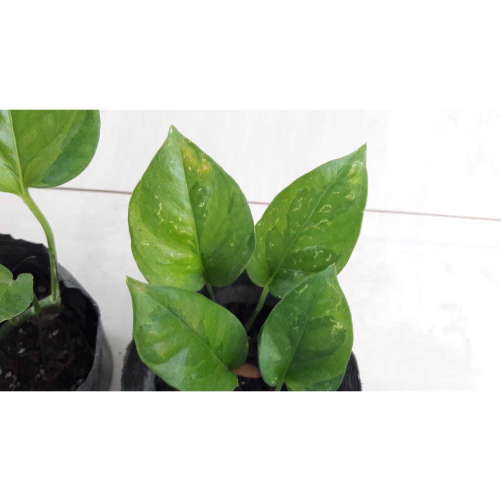 Emerald pothos ( Reverted Njoy pothos / Epipremnum aureum ‘ Emerald ...