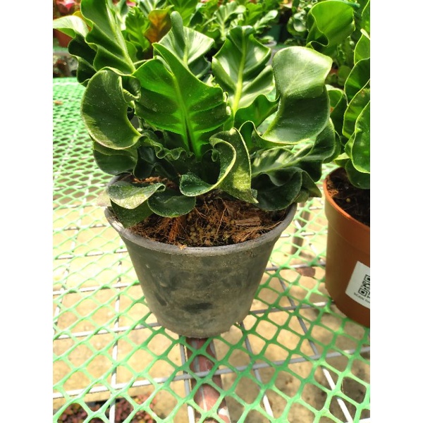 cobra fern Asplenium Nidus | Shopee Philippines