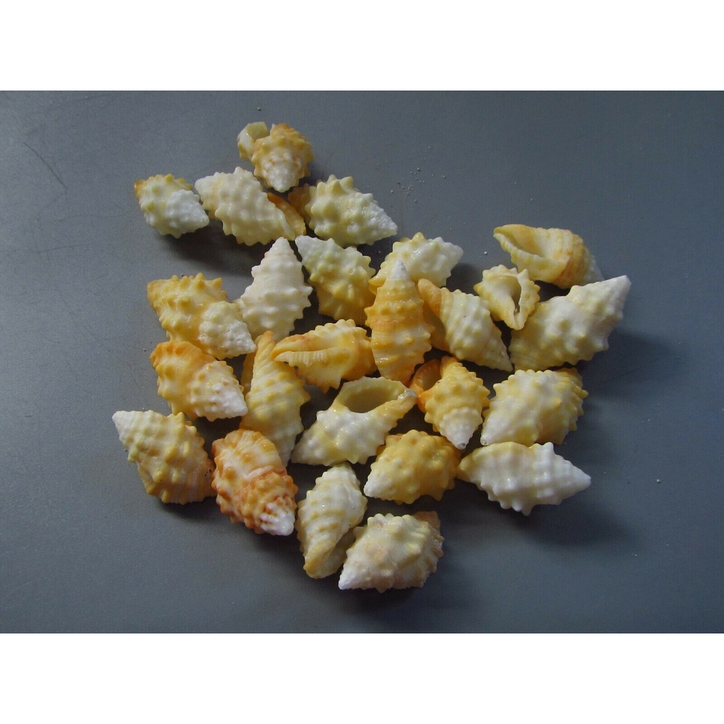 Sea Shells - Drupella rugosa 20-25mm 25 Pcs | Shopee Philippines
