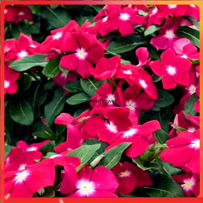 Vinca Carmina Purple Periwinkle Flower Seeds 10 Pcs | Shopee Philippines