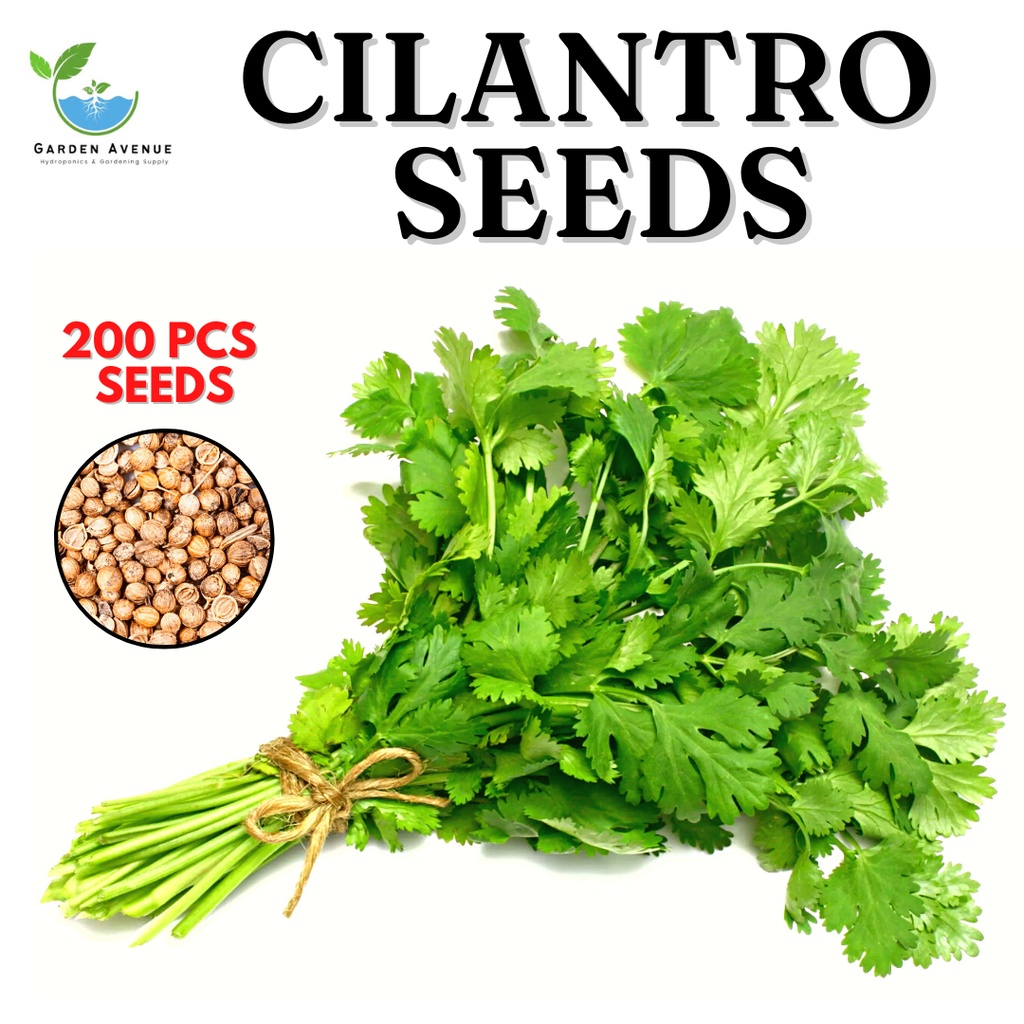 HERB SEED/BASIL/ONION/BUNCHING ONION/CURLY & FLAT LEAF PARSLEY/CELERY ...