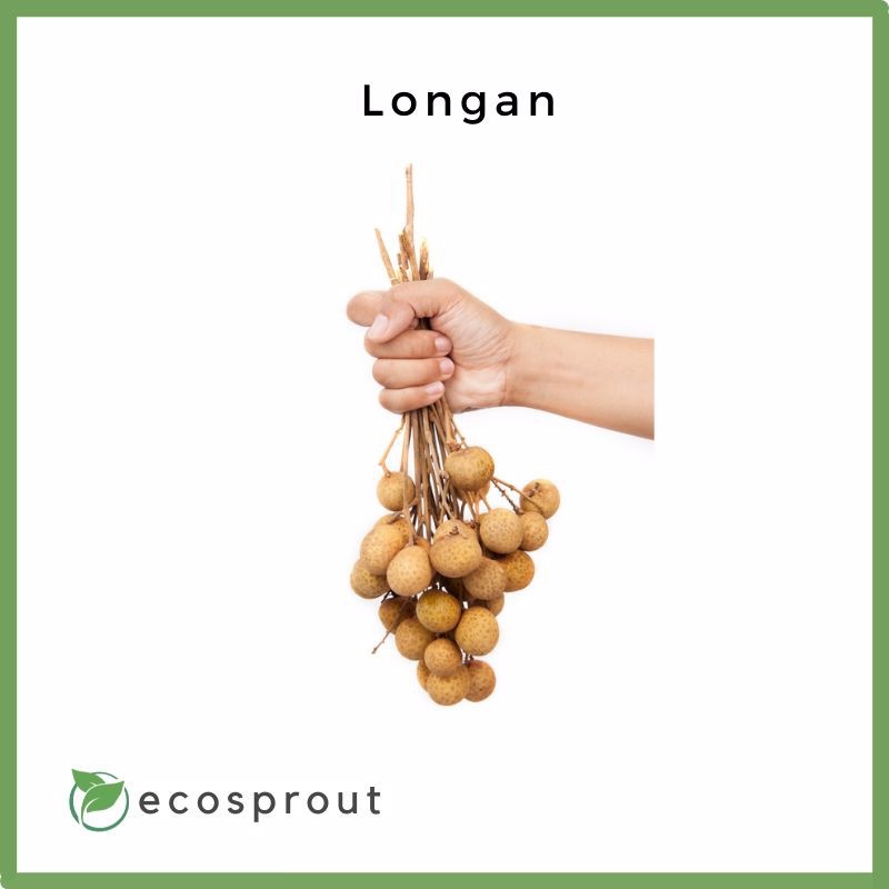 Fresh Longan Fruit | 1kg | Fresh Vegetables | Fresh Fruits | Groceries ...