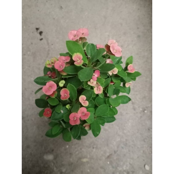 Pitimini Euphorbia cactus | Shopee Philippines