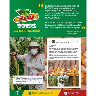 DEKALB Corn Hybrid Seeds –35,000 KERNELS- BAYER Crop Science – DEKALB ...