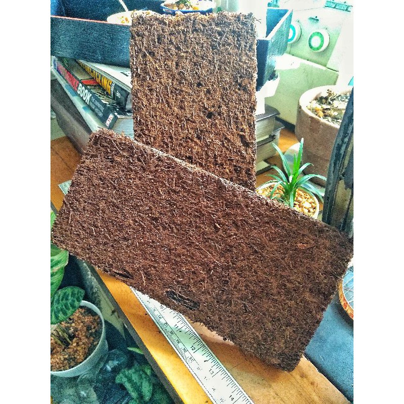 Fern Slab for hanging plants for orchids | Shopee Philippines