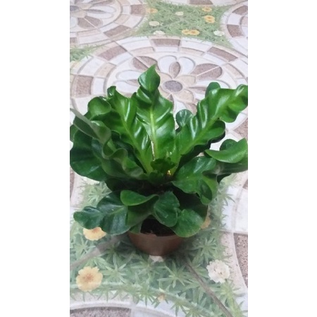 Cobra fern or Asplenium nidus LUZON ONLY | Shopee Philippines