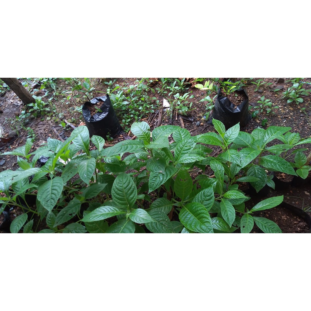 maria de agua live plant | Shopee Philippines