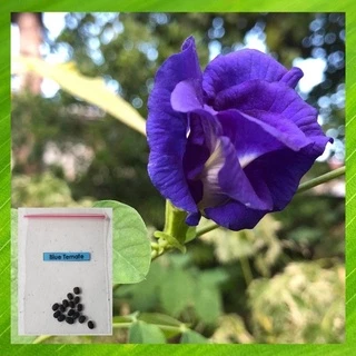 Shop blue ternate for Sale on Shopee Philippines