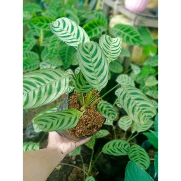 calathea fishbone (RARe) for Luzon area only | Shopee Philippines