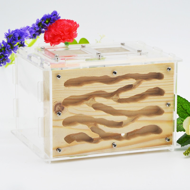 New DIY Wooden Ant Farm Ecological Acrylic Ant Nest with Feeding Area ...